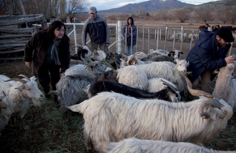 caso3-cabras-criollas-argentina - FONTAGRO Digital