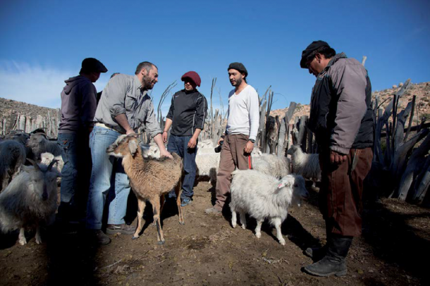 Caso 3: Cabras criollas - FONTAGRO Digital