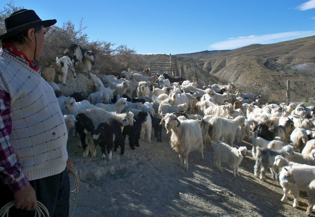 Caso 3: Cabras criollas - FONTAGRO Digital