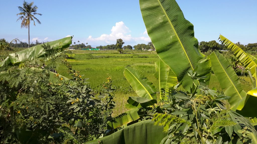 Helping shape Haiti’s Agricultural and Agroforestry Technological ...