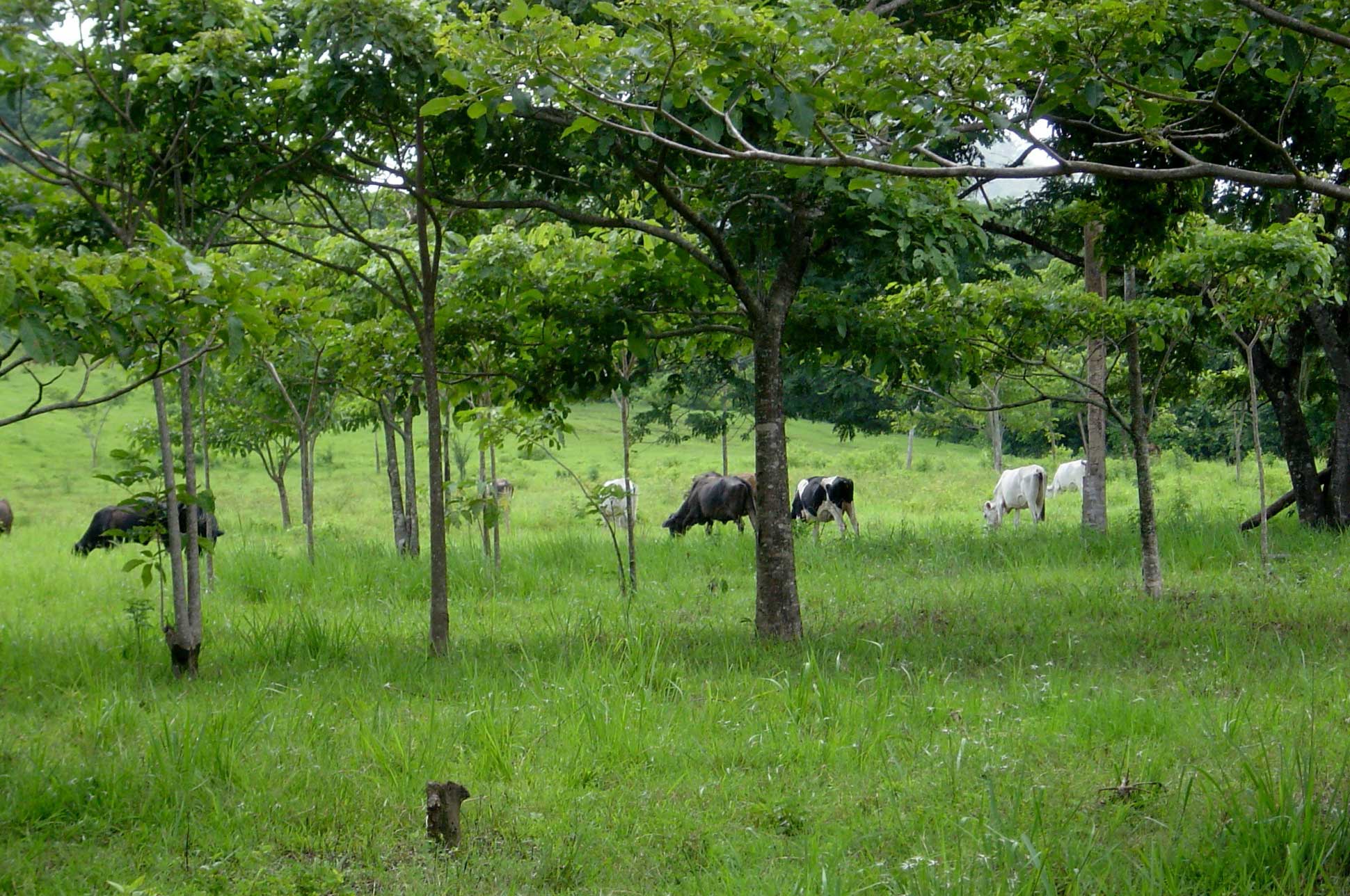 portada - FONTAGRO Digital