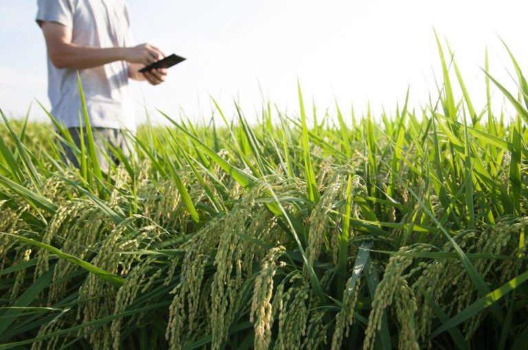 portada - FONTAGRO Digital