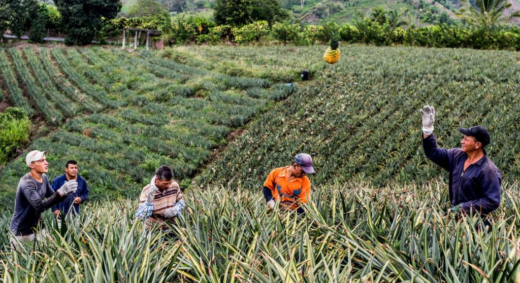 proyectos - FONTAGRO Digital