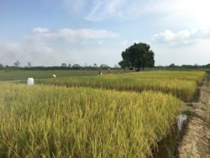 arroz - FONTAGRO Digital