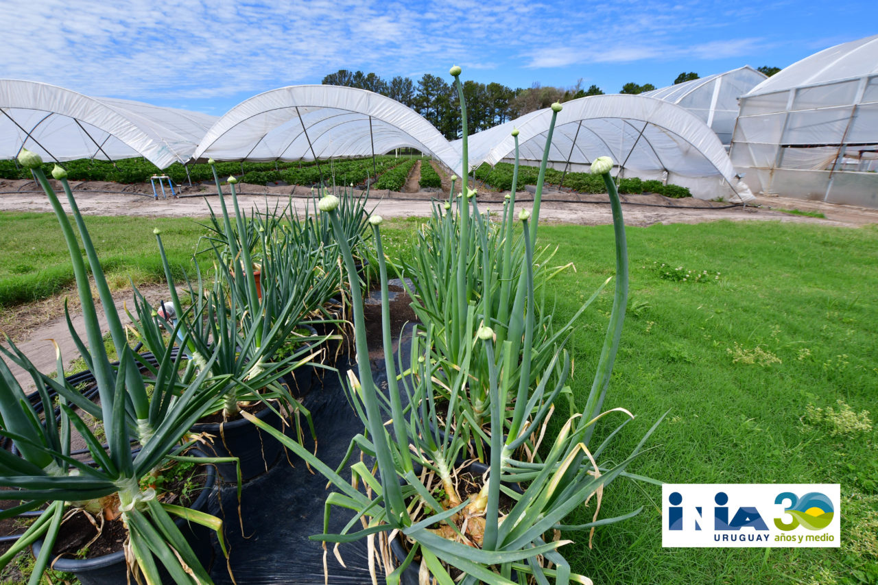 Semana del conocimiento FONTAGRO 2020 - FONTAGRO Digital