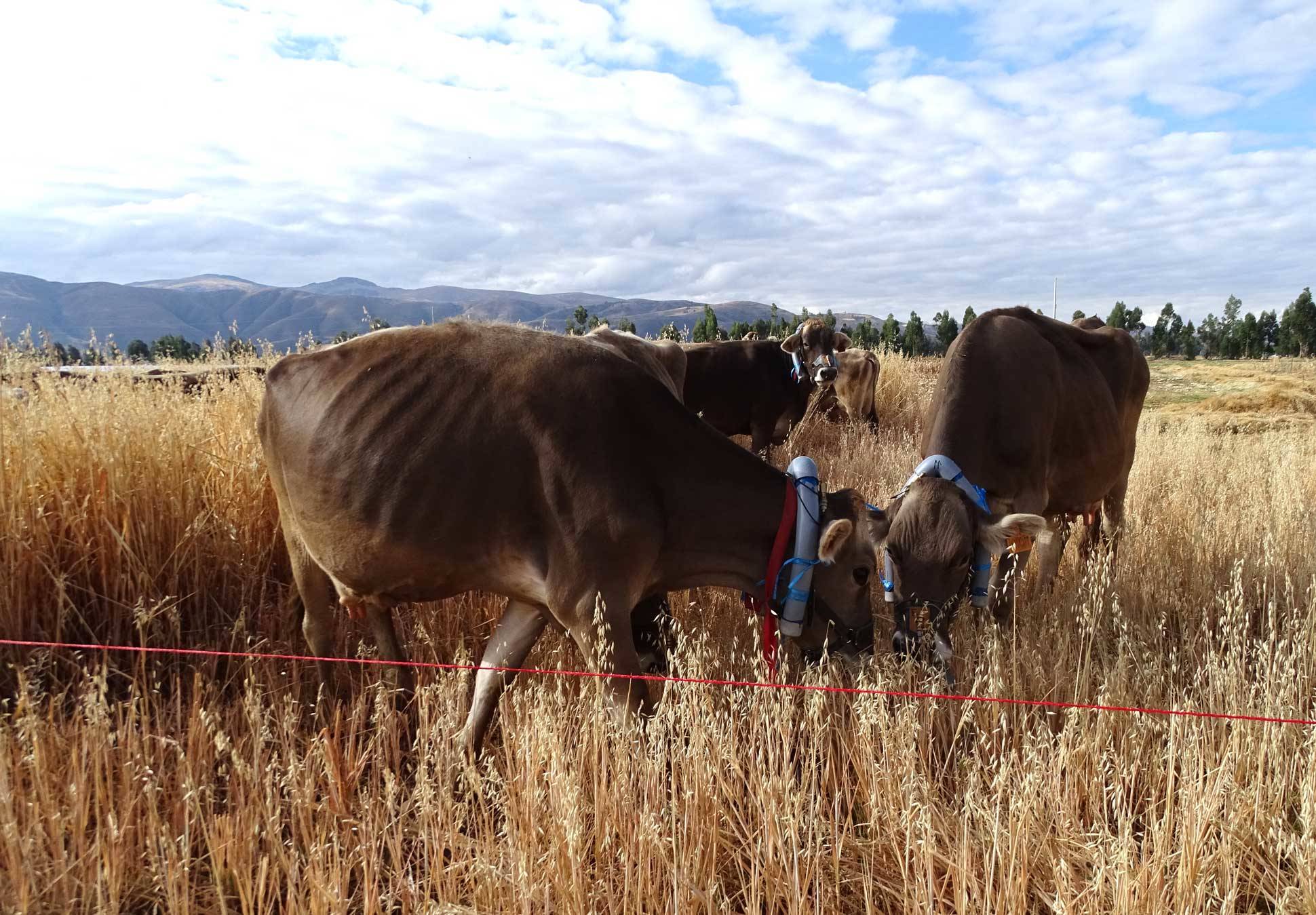 proyecto1 - FONTAGRO Digital