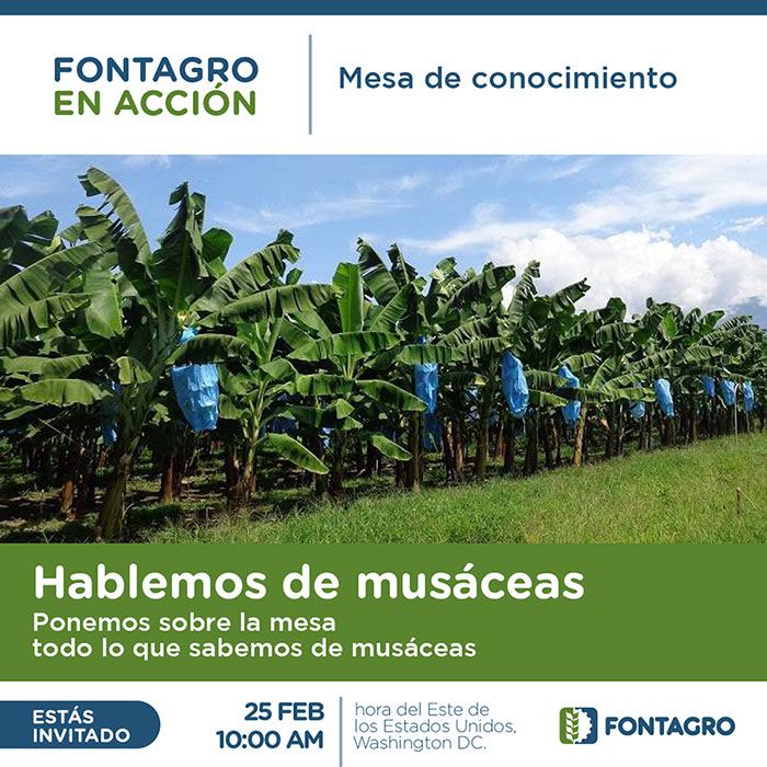 FONTAGRO en acción | Soluciones tecnológicas para el cultivo de banano ...